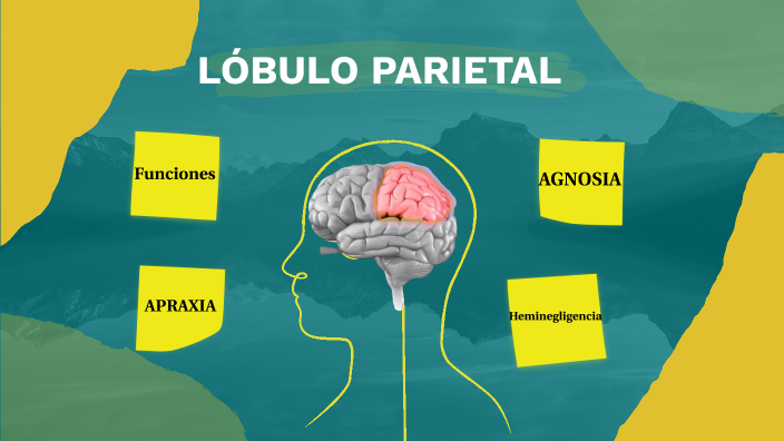 LOBULO PARIETAL by katherine quinto on Prezi