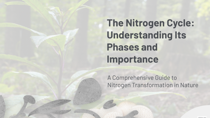 The Nitrogen Cycle: Understanding Its Phases and Importance by Mohammad ...