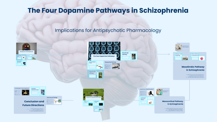 Exploring the Four Dopamine Pathways in Schizophrenia by Patricia ...