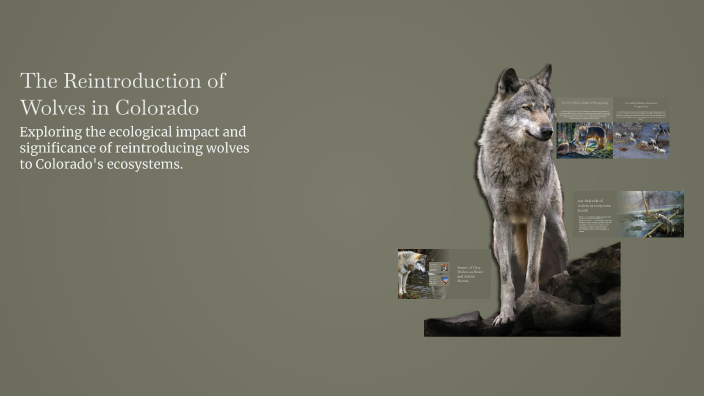 The Reintroduction of Wolves in Colorado by Oliver Faler on Prezi