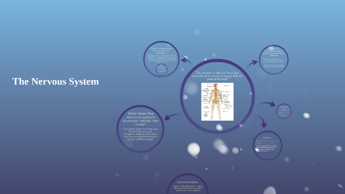 The Nerous System by Leslie Smith on Prezi