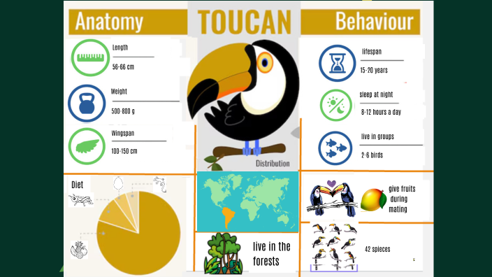 Toucan infographic by Mary Gusak on Prezi