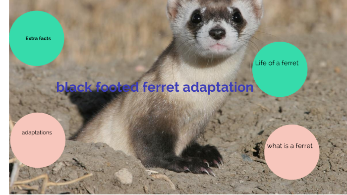 Black Footed Ferret Adaptation By Liberty Lersch On Prezi