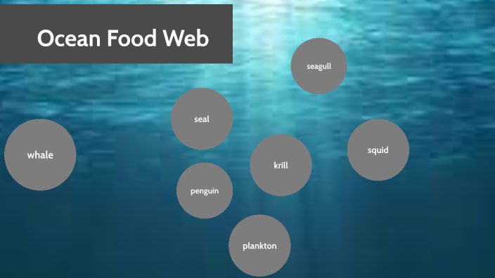 Ocean food web by BRISON HOCK on Prezi