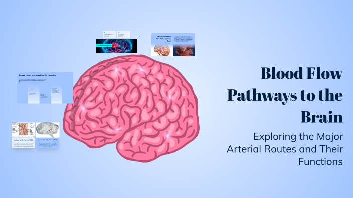 Blood Flow Pathways to the Brain by Adria Thompson on Prezi