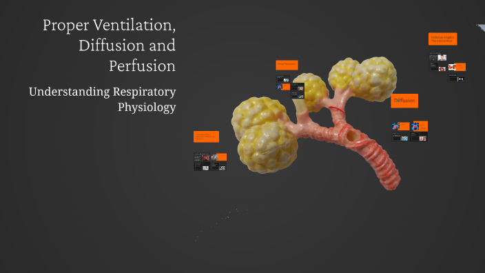 Proper Ventilation, Diffusion and Perfusion by Haley Morin on Prezi