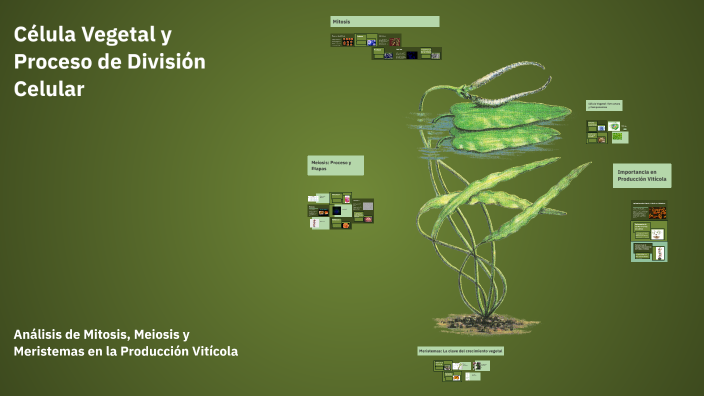 Célula Vegetal y Proceso de División Celular by Baigorria Antonio ...