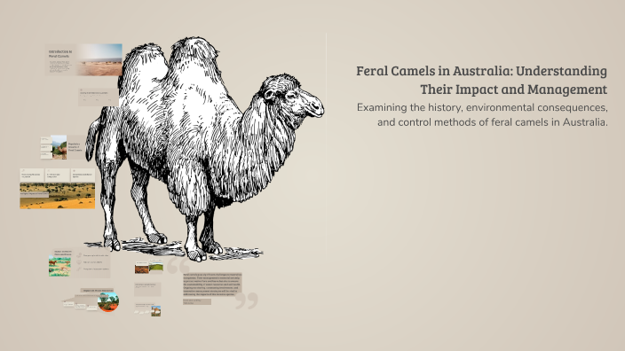 Feral Camels in Australia: Understanding Their Impact and Management by ...