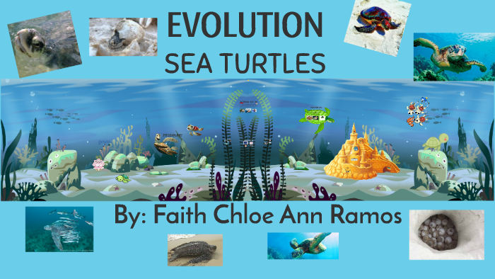 EVOLUTION OF SEA TURTLES by faith ramos on Prezi