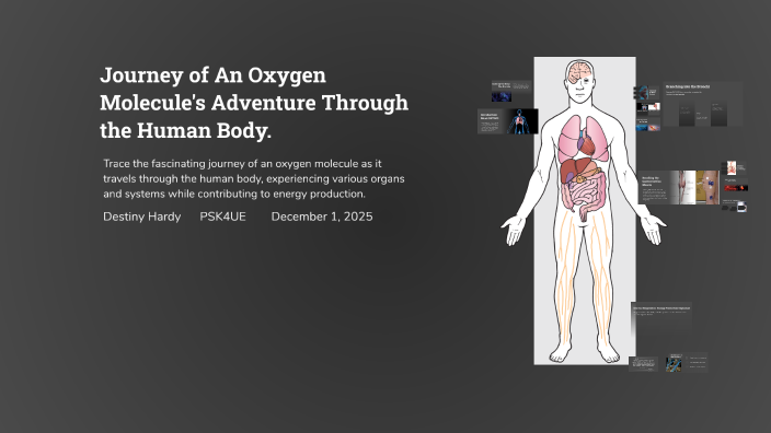 Journey of OHTWO: An Oxygen Molecule's Adventure Through the Human Body ...