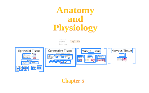 Anatomy Chapter 5 (Tissues) by Jed Doyle on Prezi