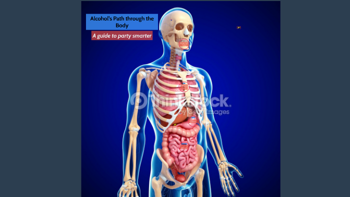 Alcohol's Path through the Body by Alfredo Garcia on Prezi