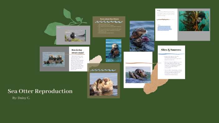 Sea Otter Reproduction by Daisy Ceniceros on Prezi