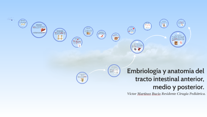 Embriología y anatomía del tracto intestinal anterior, medio by VICTOR ...