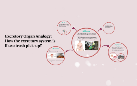 Excretory Organ Analogy by on Prezi