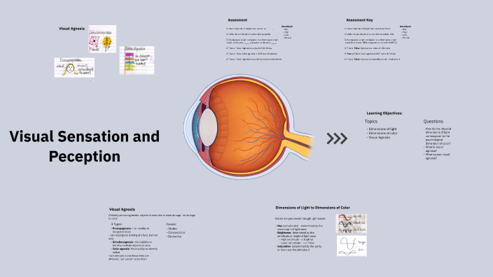 Visual Sensation and Perception Homework II by Carly Palermo on Prezi