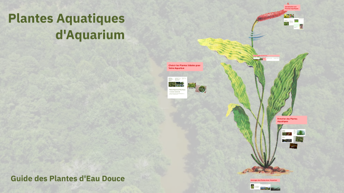 Plantes Aquatiques d'Aquarium by Louis Labat on Prezi