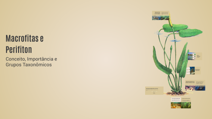 Macrofitas e Perifiton by Márcio Silva on Prezi