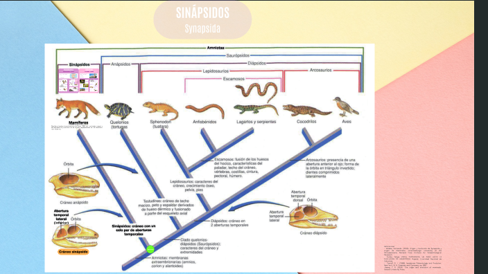Sinápsidos by Pamela Villanueva on Prezi