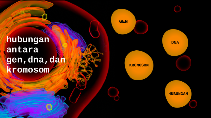 hubungan antara gen dna dan kromosom by tugas bio on Prezi