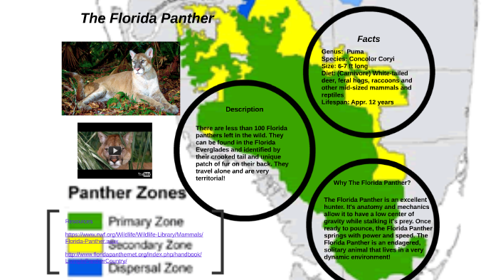 The Florida Panther by Franklin Aviles