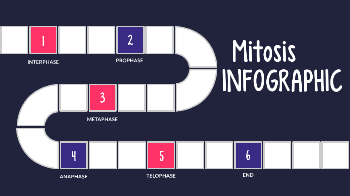 Mitosis Group Project Infographic by Kennedy Eby on Prezi
