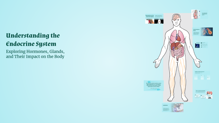 endocrine system presentation by brey wiley on Prezi