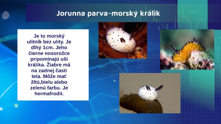 Jorunna parva by Laura Sirotich on Prezi