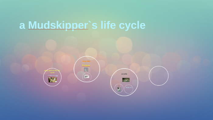 a Mudskipper`s life cycle by Anastasia Napiza on Prezi