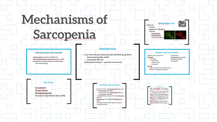 Mechanisms of Sarcopenia by Joe Amberger on Prezi