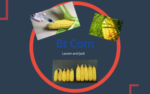 Bt Corn by Lauren Barlow