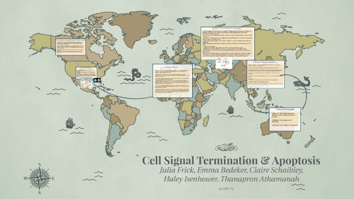 Cell Signal Termination & Apoptosis by Lisa Athamanah on Prezi