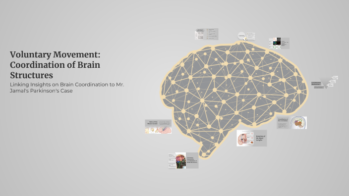 Voluntary Movement: Coordination of Brain Structures by S AL on Prezi