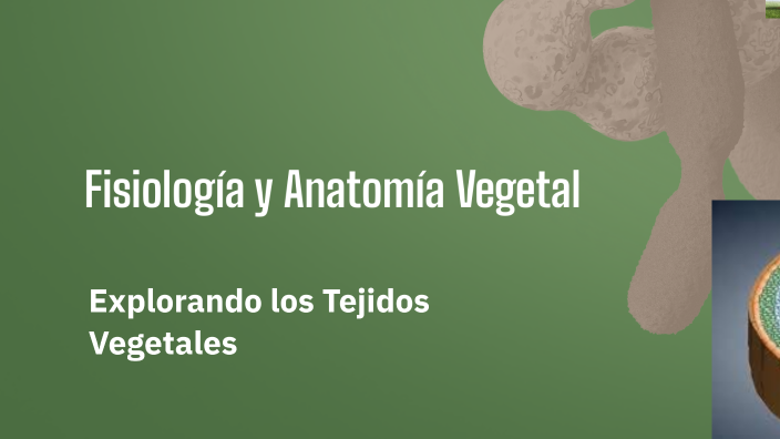Fisiología y Anatomía Vegetal by Evelin Ramirez on Prezi