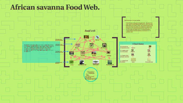 African savanna Food Web. by Haysel Serra on Prezi