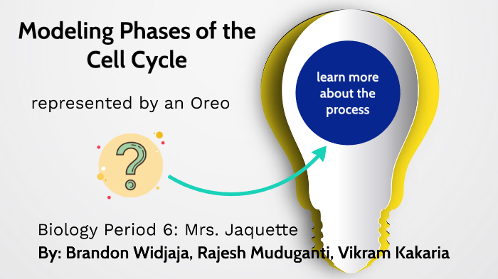Modeling Phases of the Cell Cycle-Cookie by brandon widjaja on Prezi