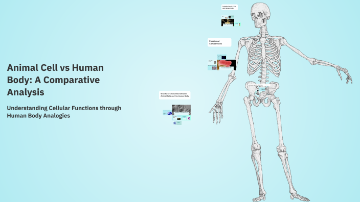 Animal Cell vs Human Body: A Comparative Analysis by Keziah Warren on Prezi