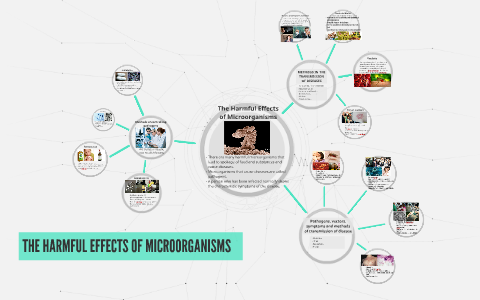 THE HARMFUL EFFECTS OF MICROORGANISMS by Harriet Jabberwozski on Prezi