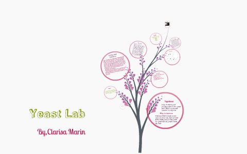 Yeast Lab by Clarisa Marin on Prezi