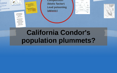 The California condor population became an endangered specie by Molly ...