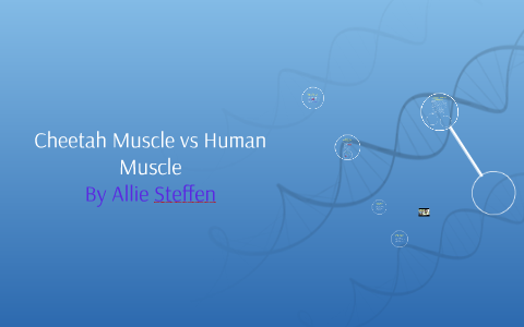 Cheetah Muscle Vs Human Muscle by Allie Stefen on Prezi