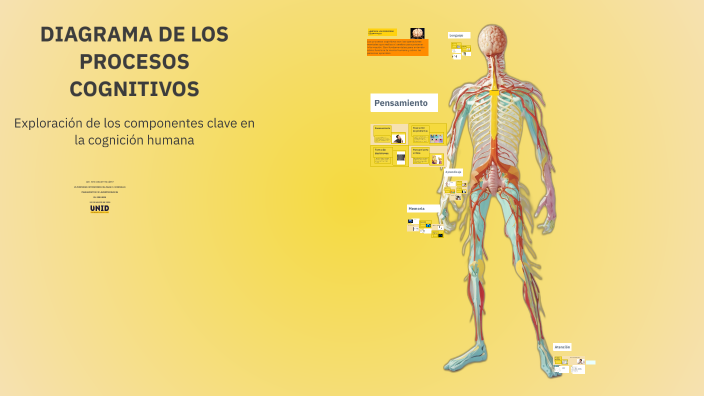 DIAGRAMA DE LOS PROCESOS COGNITIVOS by Jael Emiliano Reyes López on Prezi