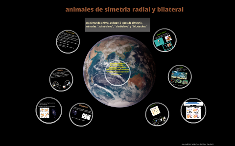 animales de simetria radial y bilateral by Karla Aimee Guardado on Prezi