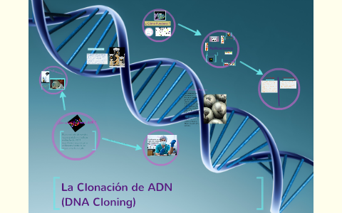 La Clonación de ADN by Lucero Ruballos on Prezi