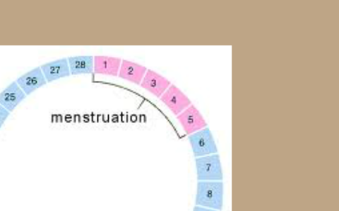 Spermatogenesis, Menstrual Cycle and Fertilization. by daniel iturri ...
