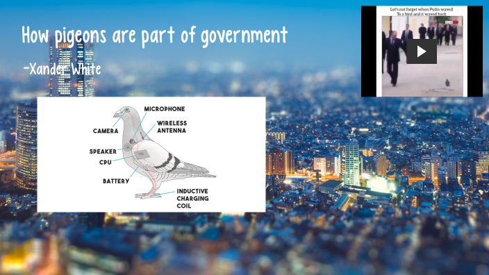 How pigeons are part of the government by Student Xander White on Prezi