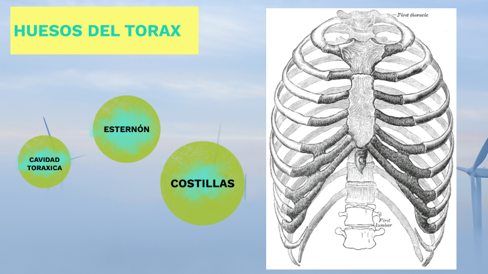 HUESOS DEL TÓRAX by Camila Mercado on Prezi