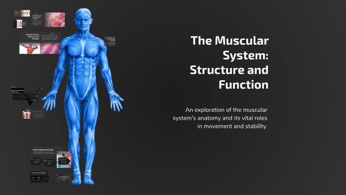 The Muscular System: Structure and Function by Christian Gardner on Prezi