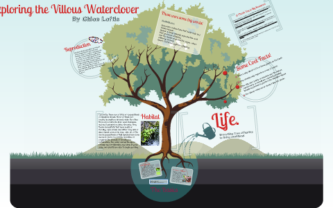 Plants and Animals of Hawaii Project by Chloe Loftis on Prezi