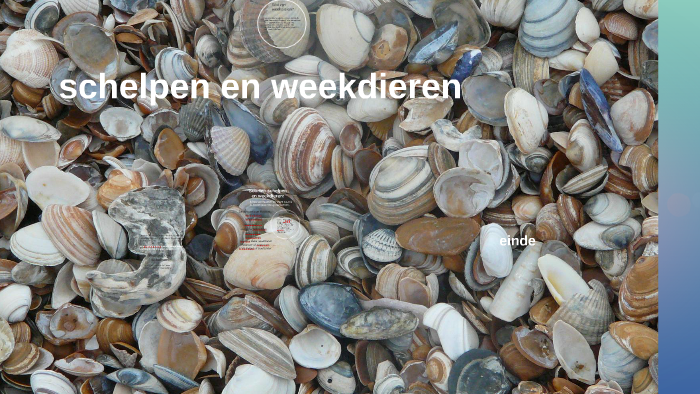 schelpen en weekdieren by vlinder klas on Prezi